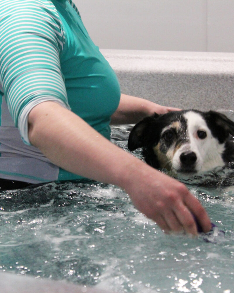 Hydrotherapy – SK Canine
